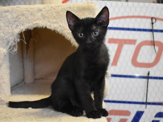 Adotta Victor: gatto maschio in Lazio - Adozioni - Corriere.it