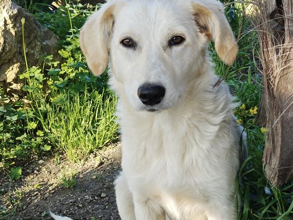 Adotta Brenda: cane femmina di taglia grande in Sicilia - Adozioni ...