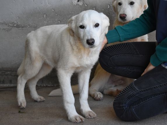 Adotta Roderico: cane maschio di taglia media in Lazio - Adozioni ...