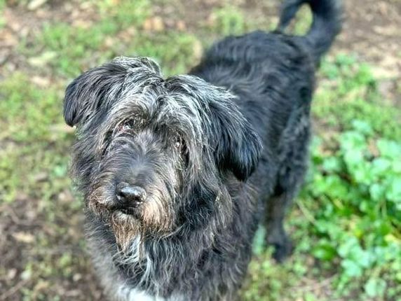 Adotta Geremia: cane maschio di taglia media in Campania - Adozioni ...