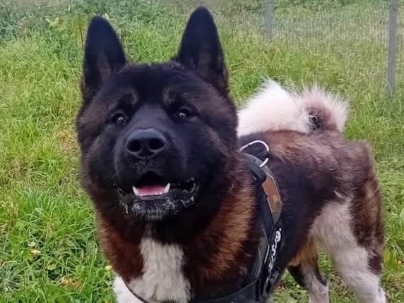 Adotta Thor: cane maschio di taglia grande in Lazio - Adozioni ...