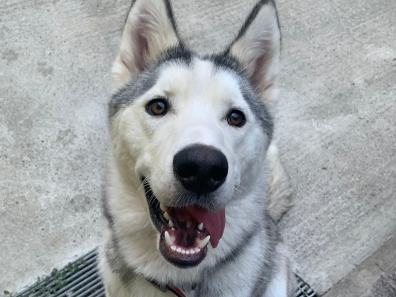 Adotta Lucky: cane maschio di taglia grande in Lombardia - Adozioni ...