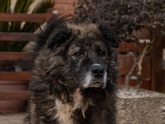 Adotta Rex: cane maschio di taglia grande in Lombardia - Adozioni ...
