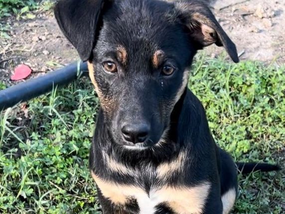 Adotta Nancy: cane femmina di taglia piccola in Sicilia - Adozioni ...