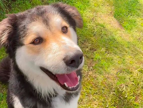 Adotta Rex: cane maschio di taglia grande in Sardegna - Adozioni ...